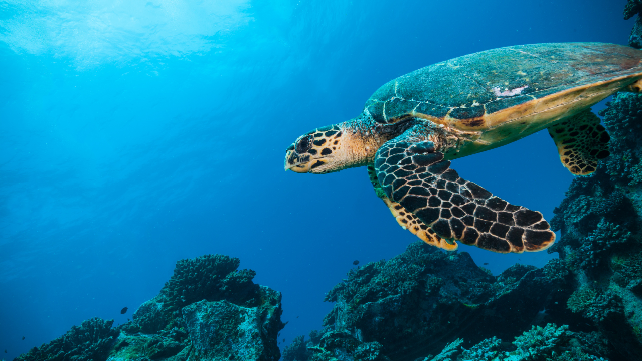 Life below water: Data on India’s Conservation Efforts - Sattva Consulting