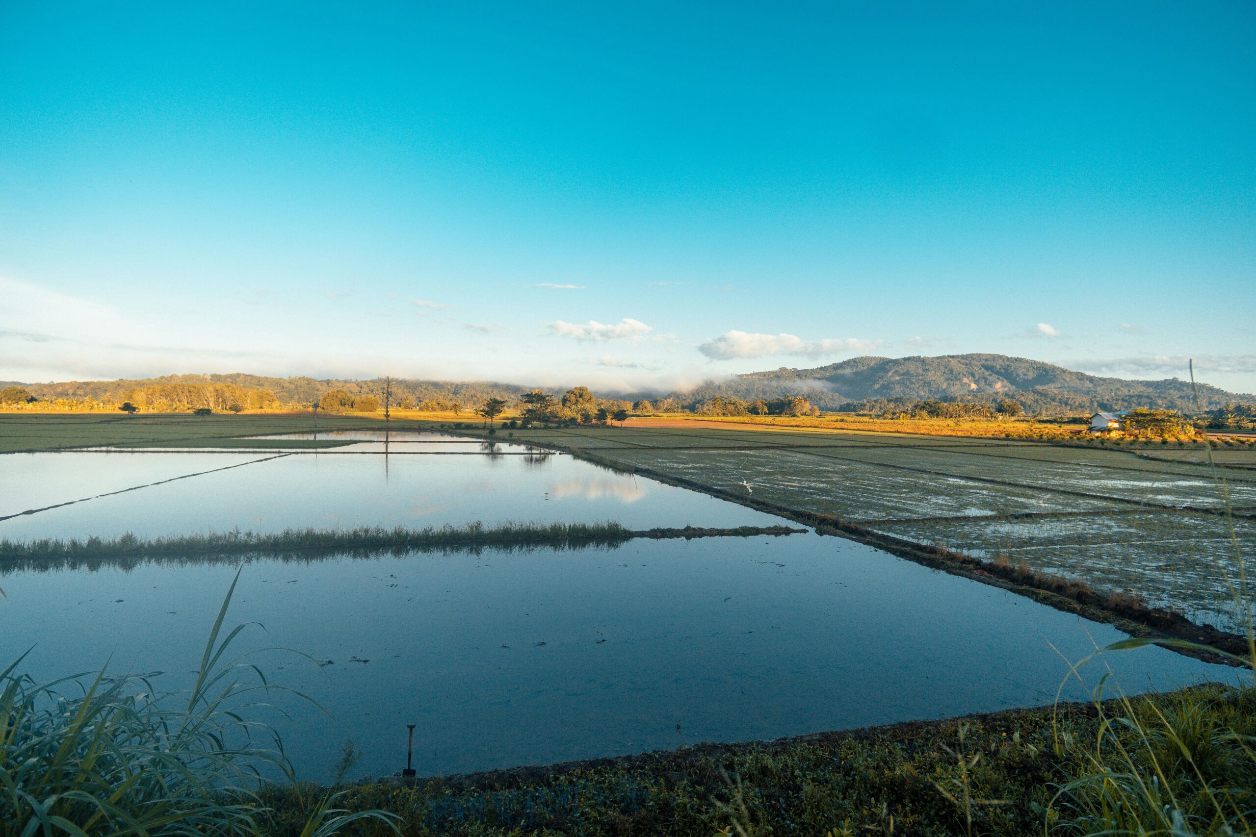 Innovative Irrigation: Success Stories in Water-resilient Agriculture ...